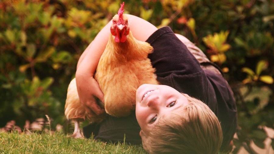 Petition · Update the Chicken Ordinance in DL - United States · Change.org