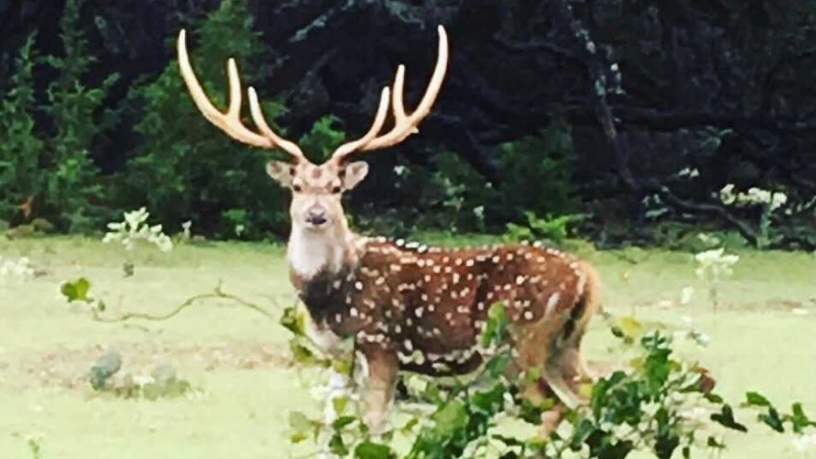 Petition · Stop Development until Axis herd is removed - United States ...