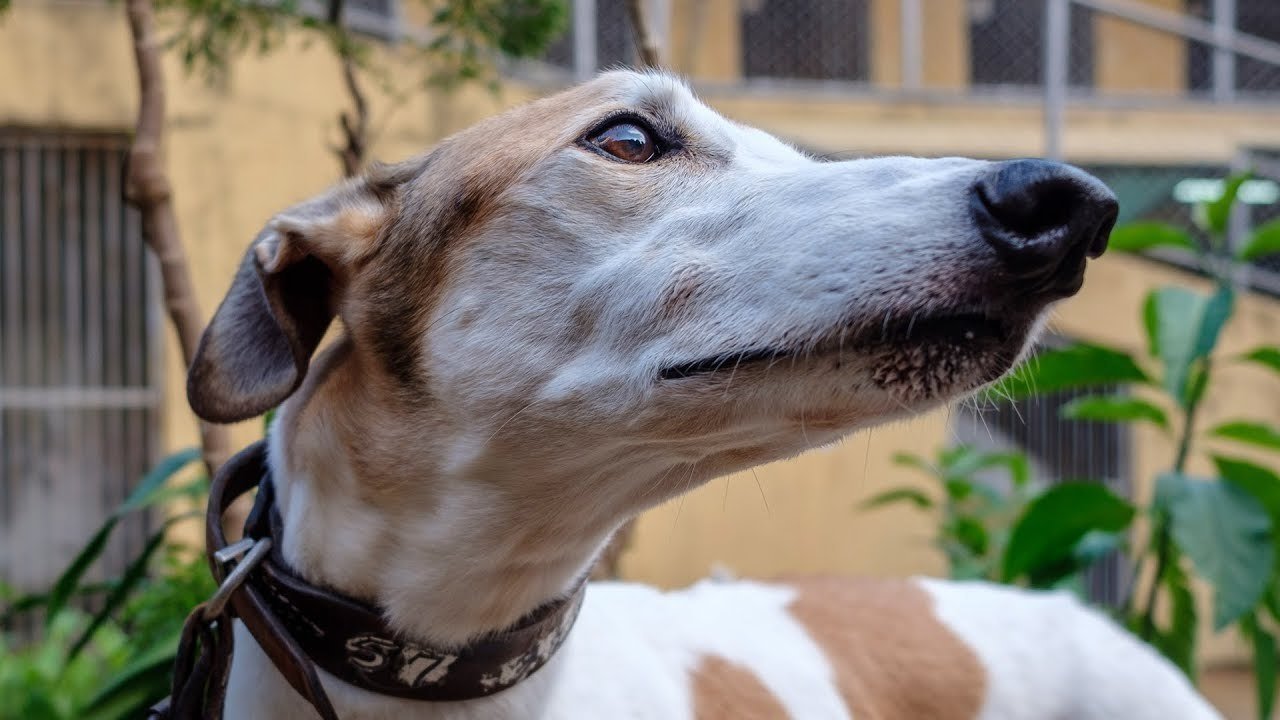 Petition · Rescue over 500 greyhounds from China - Macao SAR China ...
