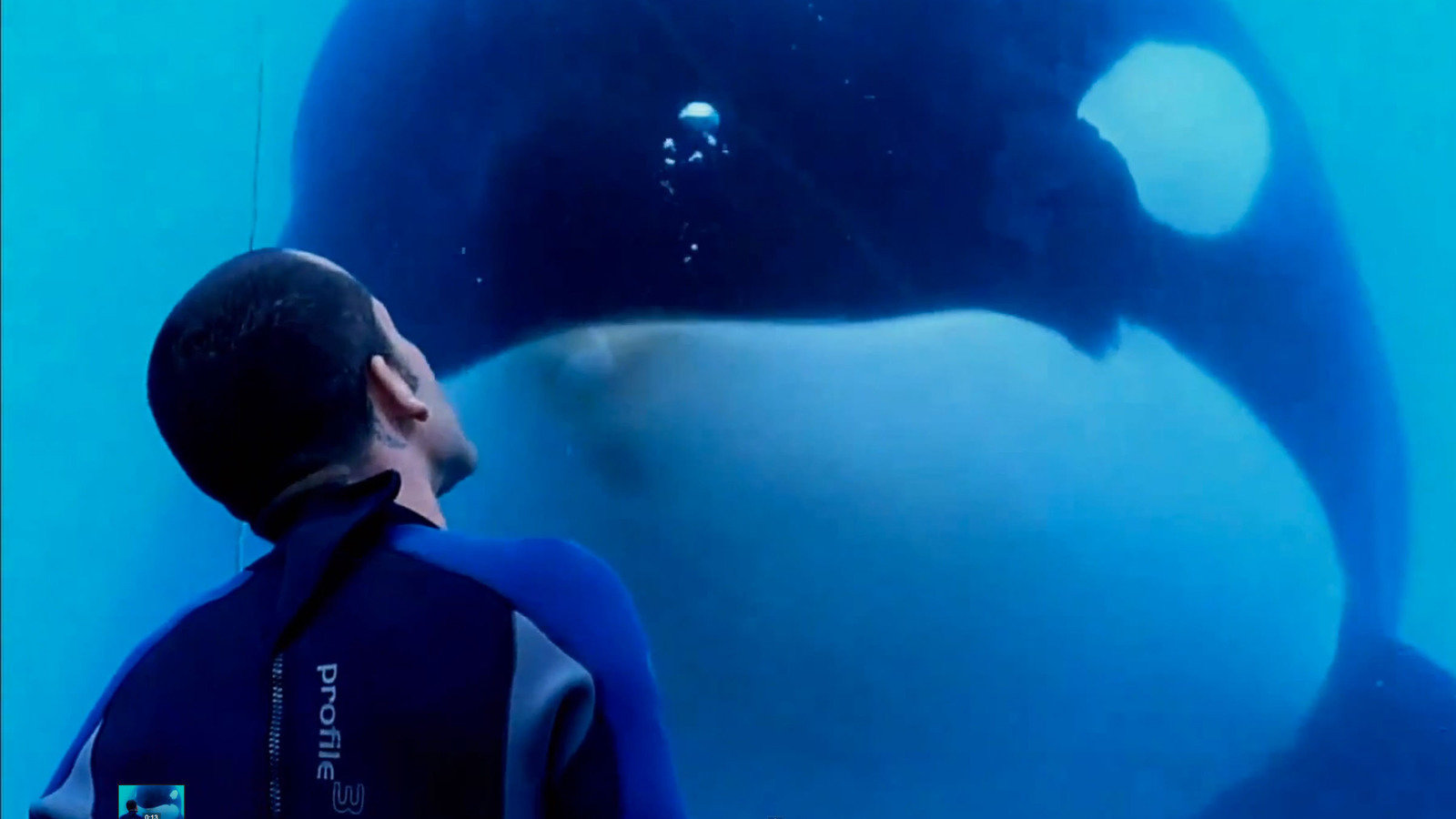 Petition · AAA - Stop Supporting SeaWorld's Cruelty - United States ...