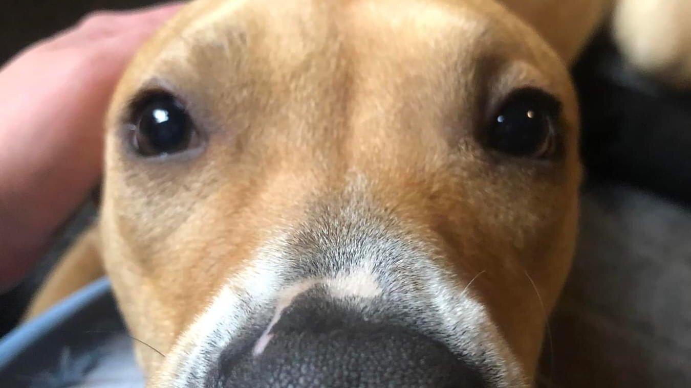 Petition · Allow animals be seen in an emergency situation with no ...