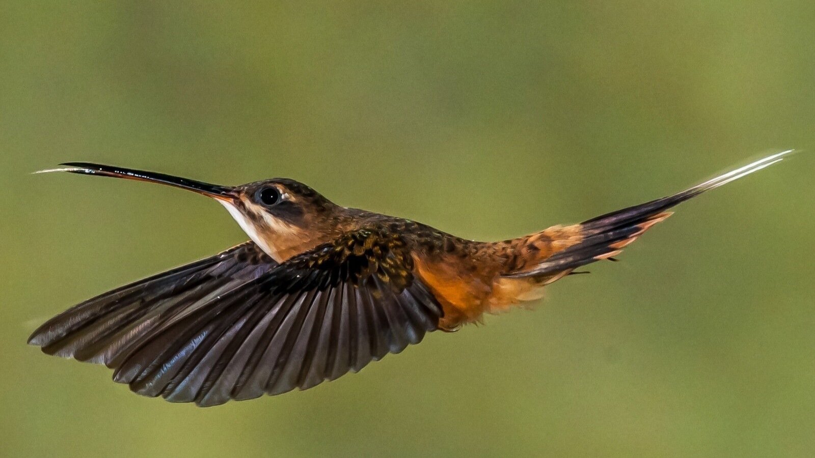 Petition update · Maria Koepcke (1924-1971) · Change.org · Change.org