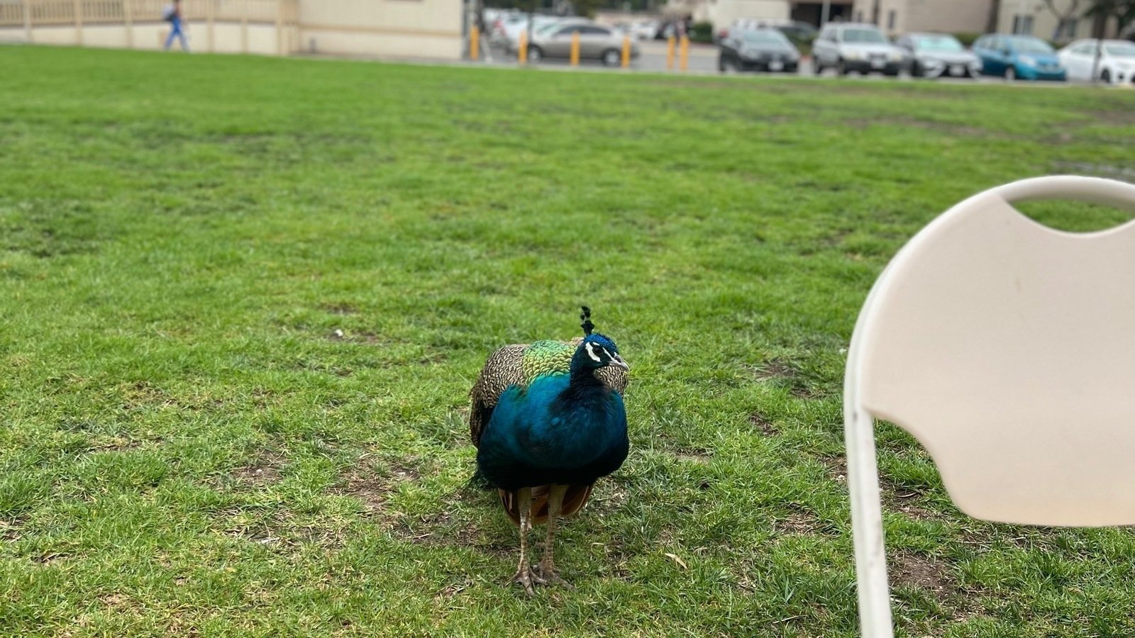 Petition · Bring back michelangelo fernando rodriguez eduardo Domingo ...