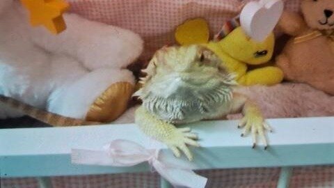 Petition · Implement Stricter Laws for Veterinary Negligence - United ...