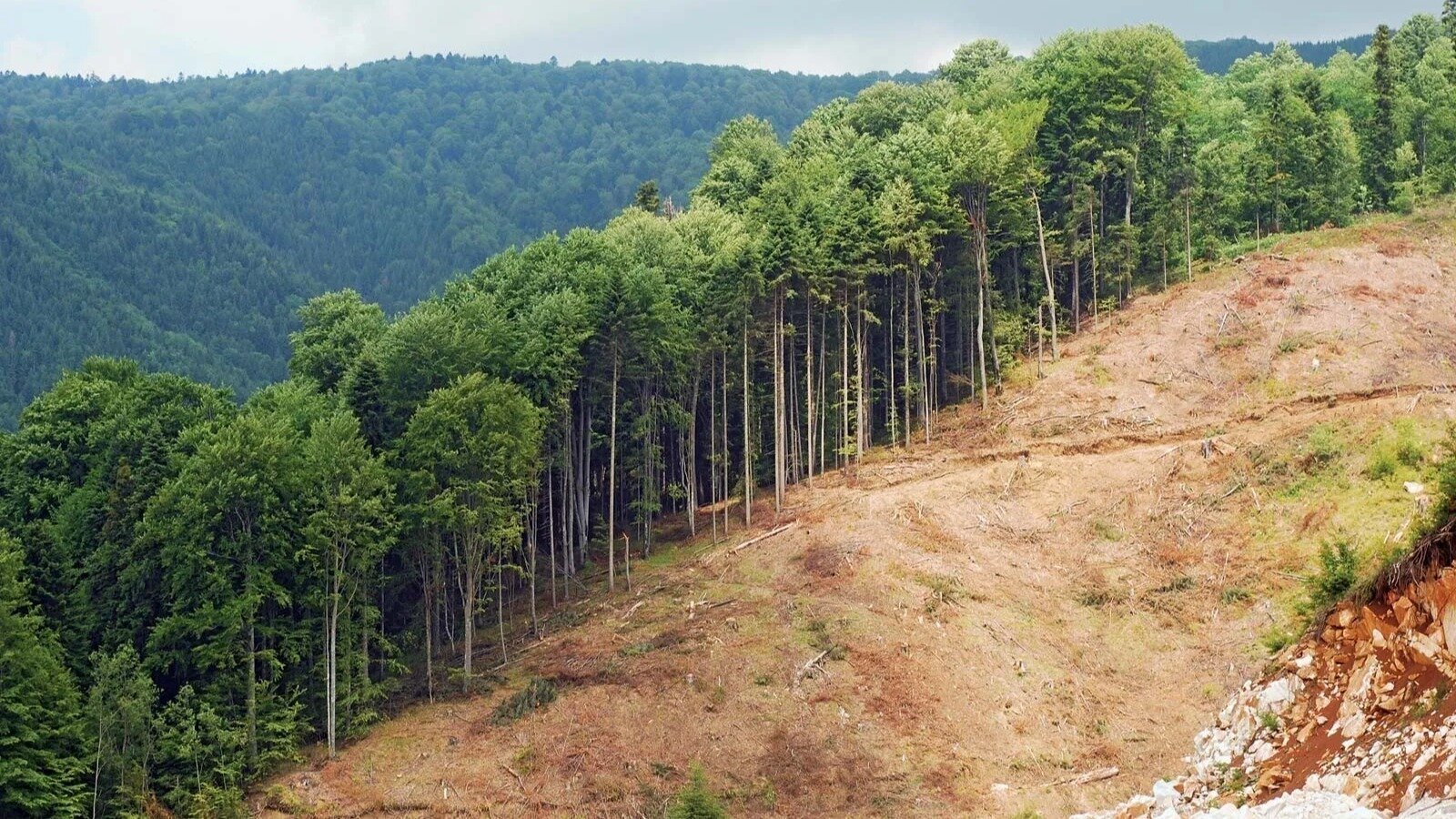 Petition · No Trees, No Future: Halt Deforestation! - Philippines ...