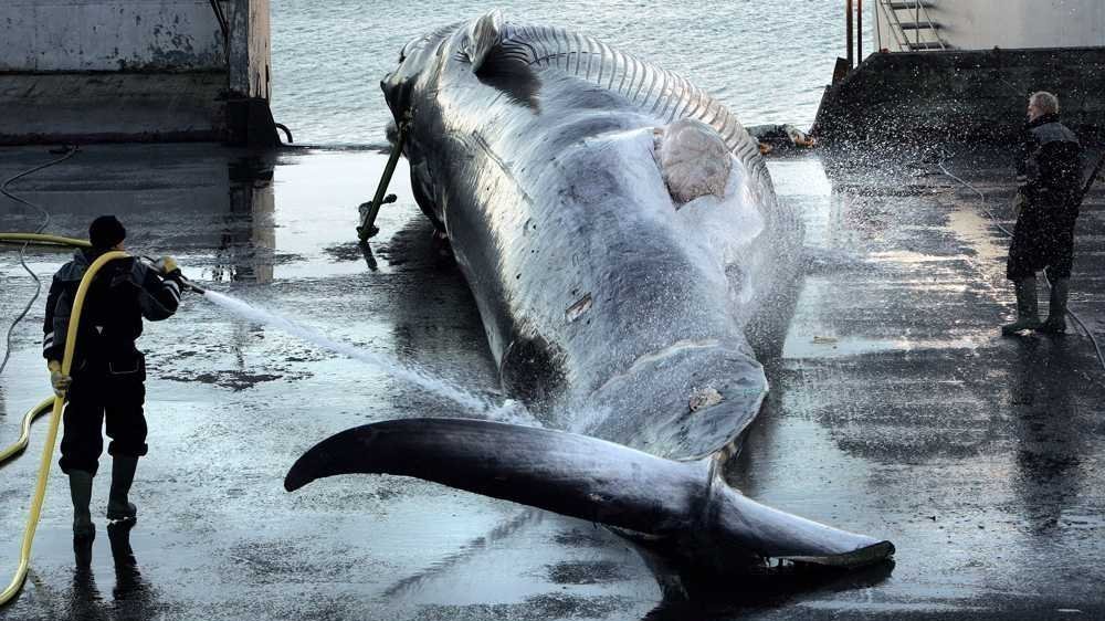 Petition · Fin Whales to Be Hunted Again—Help End This! - United States ...