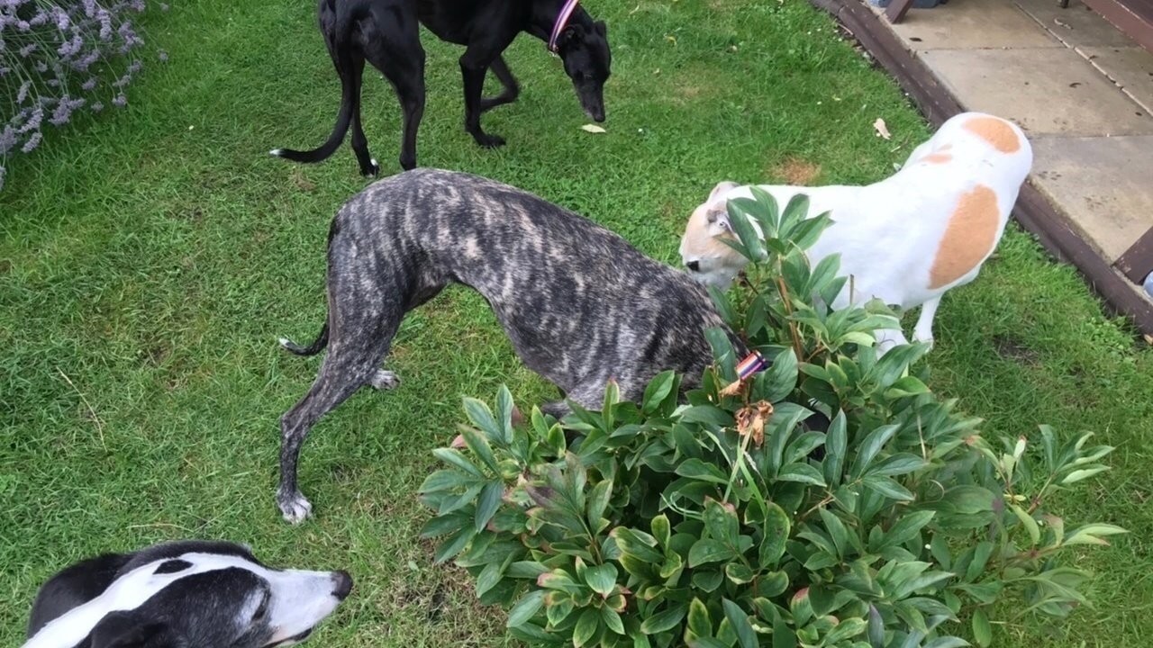 Petition · Stop Gumtree advertising live Animals - United Kingdom ...