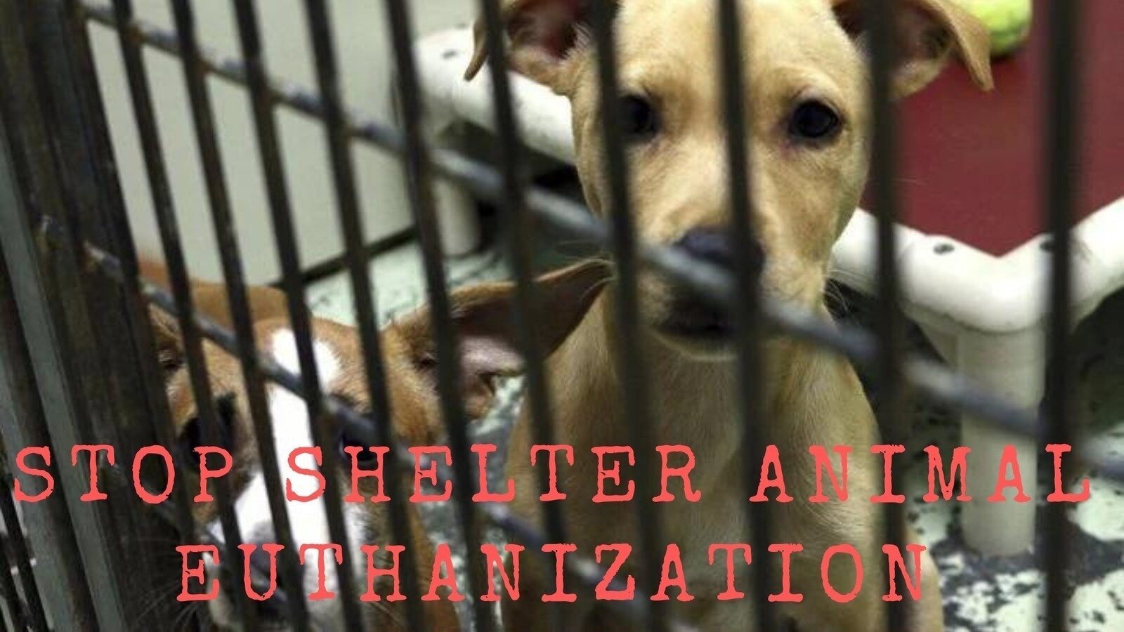 Petition · Put a stop to shelter animal euthanization - United States ...
