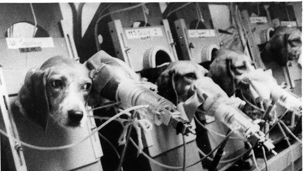 Petition · Stop Animal Testing - United States · Change.org