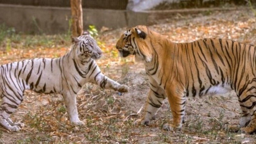 Petition · for future generations - Australia · Change.org