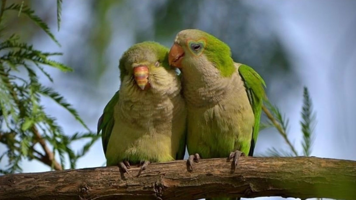 Petition · Quit killing Quaker parrots! - United States · Change.org