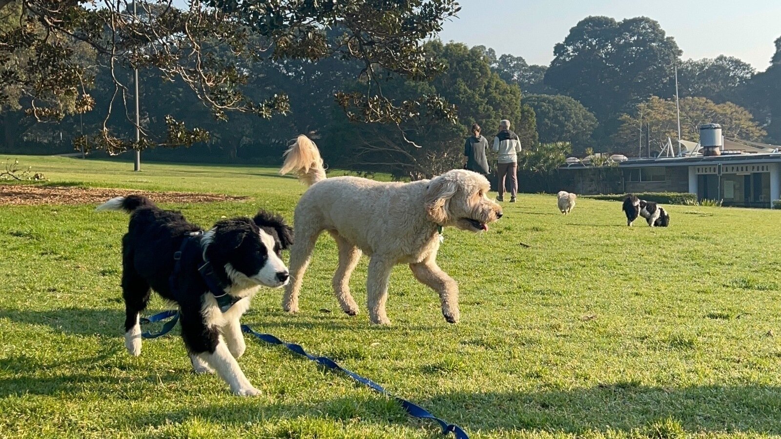Petition · Extend Off-Leash Hours at Victoria Park for Better Dog ...