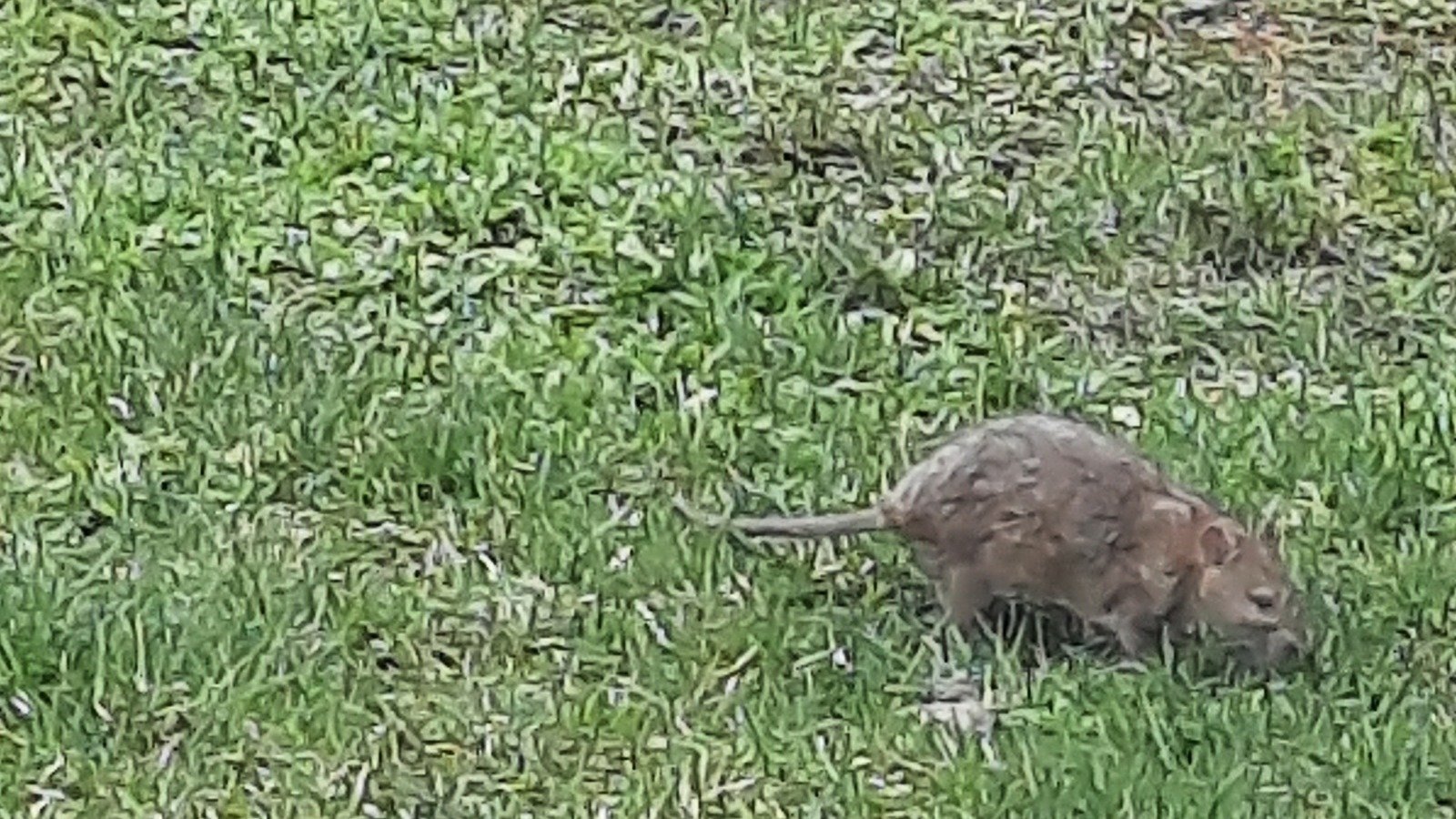 Petition · Requesting the City about addressing the abundance of rats ...