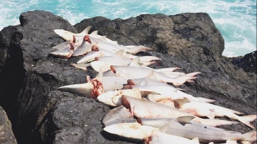 Petition · Ban Shark Culling in Australia. - Australia · Change.org