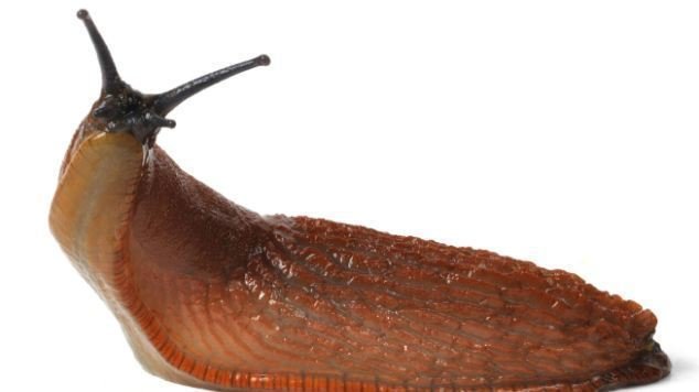 Petition · Theresa May MP: Remembering our veterans, our mollusc ...