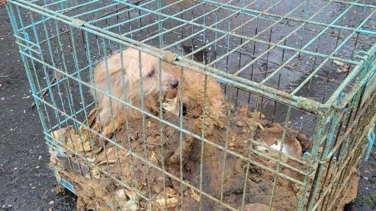 Petition · Advocate for Animal Rights: Stop Classifying Animals as ...