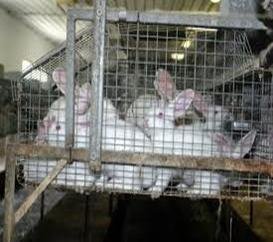 Petition · BCBG Max Azria: Stop slaughtering rabbits - United States ...