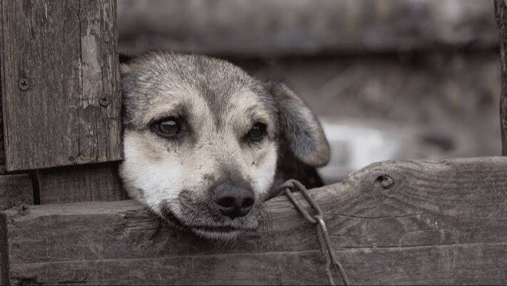 Petition · stop abusing innocent stray dogs outside - Philippines ...