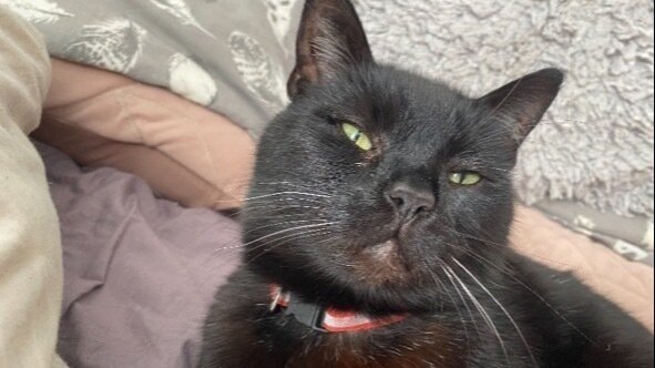 Petition · Stop for cats - United Kingdom · Change.org