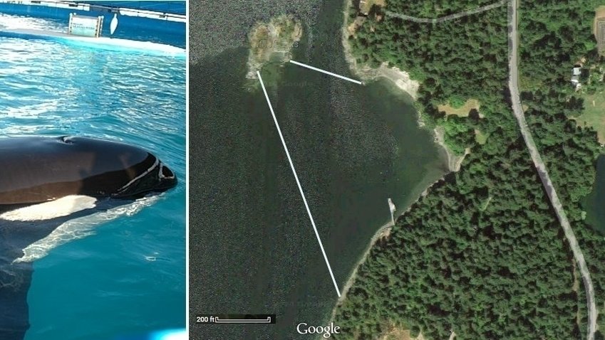 Petition · Make Seaworld Move the Orcas to Sea Sanctuaries - Orlando ...