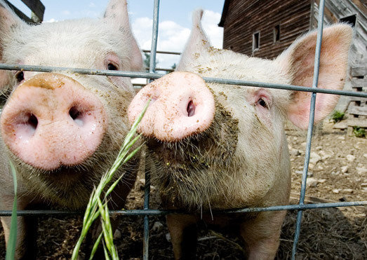Petition · Abandonment and starvation of 1,000 pigs is NOT "very normal ...