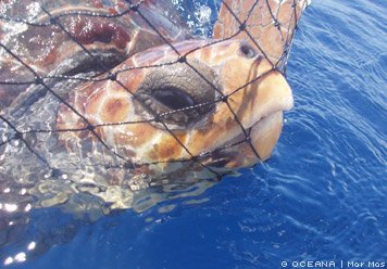 Petition · Protect sea turtles from trawl fisheries - United States ...
