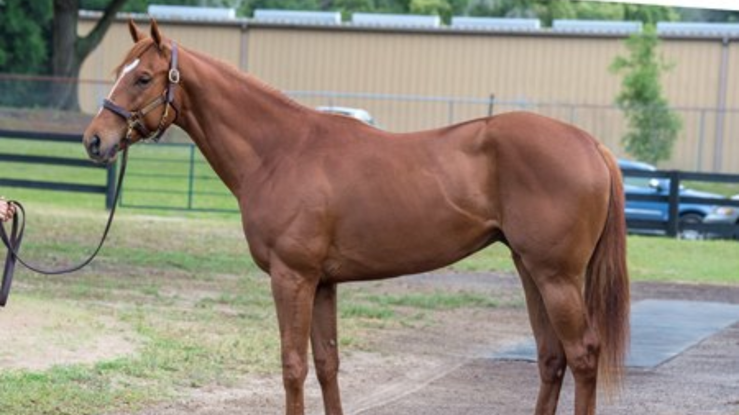 Petition · Facebook Horse Ad Bans - United States · Change.org