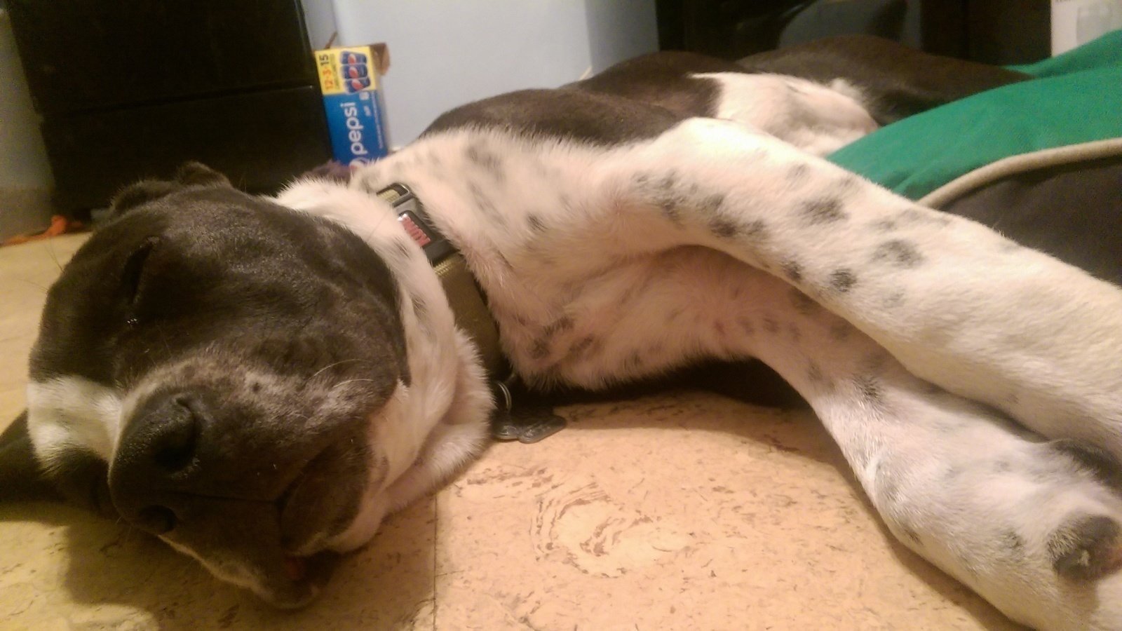 Petition · Ban the banning of Pit Bulls and Breeds that resemble Pit ...