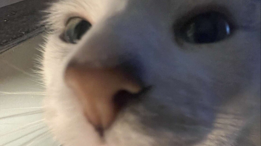 Petition · Courtney needs a Cat! - United States · Change.org