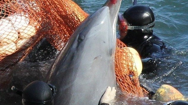 Petition · Save the Dolphins - Philippines · Change.org