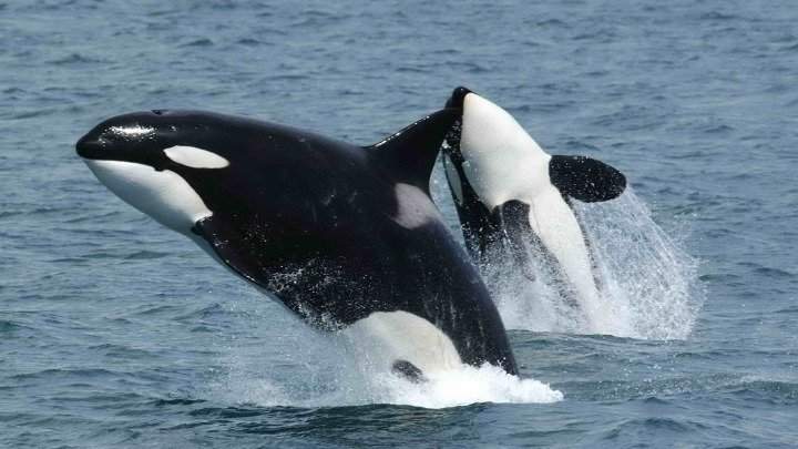 Petition · Boycott Seaworld - Canada · Change.org