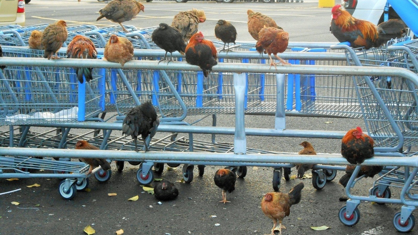Petition · (F . I . T.) Feral Infestation Transition: Chicken ...