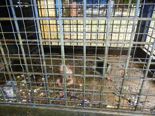 Petition · Close Down Perlis Animal Torture Centre - Malaysia · Change.org
