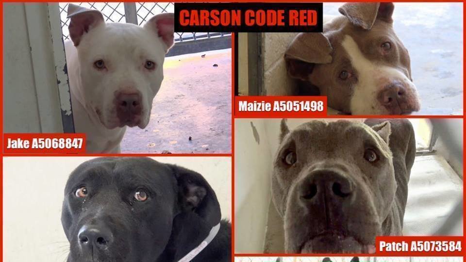 Petition update · CODE RED!! SHELTER IS FULL! NEED to be SAVED by ...