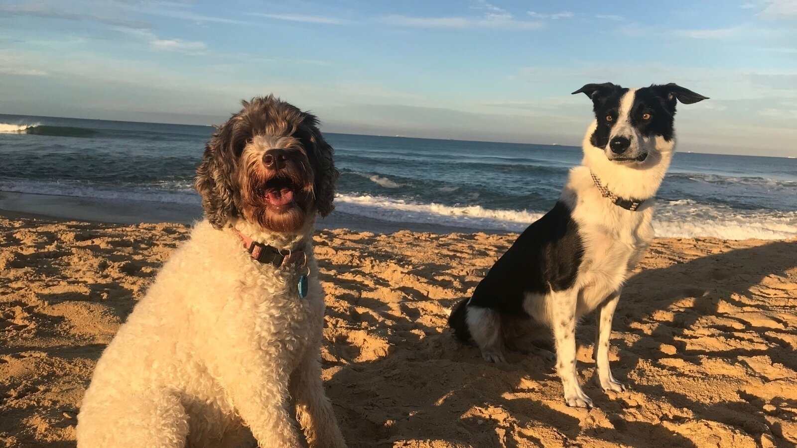 Petition · Keep Point Cartwright off leash access for dogs - Australia ...