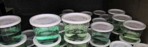 Petition · Stop betta fish abuse - Canada · Change.org