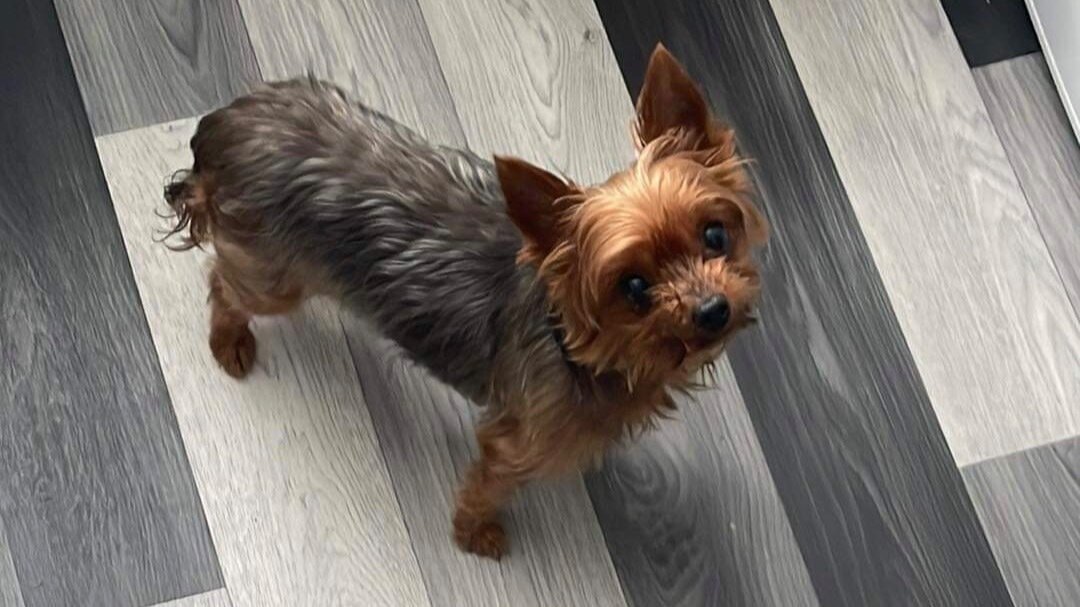 Petition · Justice for Dog Victims: End Dog-on-Dog Savage Attacks ...