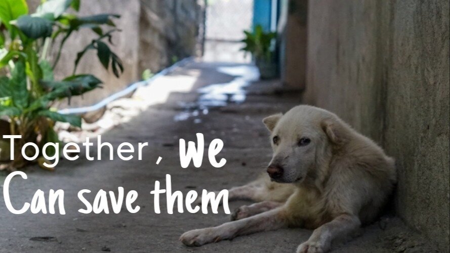 Petition · Implement a Comprehensive Stray Dog Care and Adoption Law ...