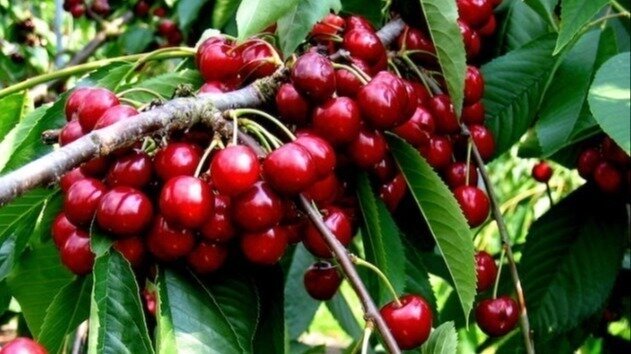 Petition · Plant Fruit Trees in Hamilton Parks and Adopt a Fruit Tree ...