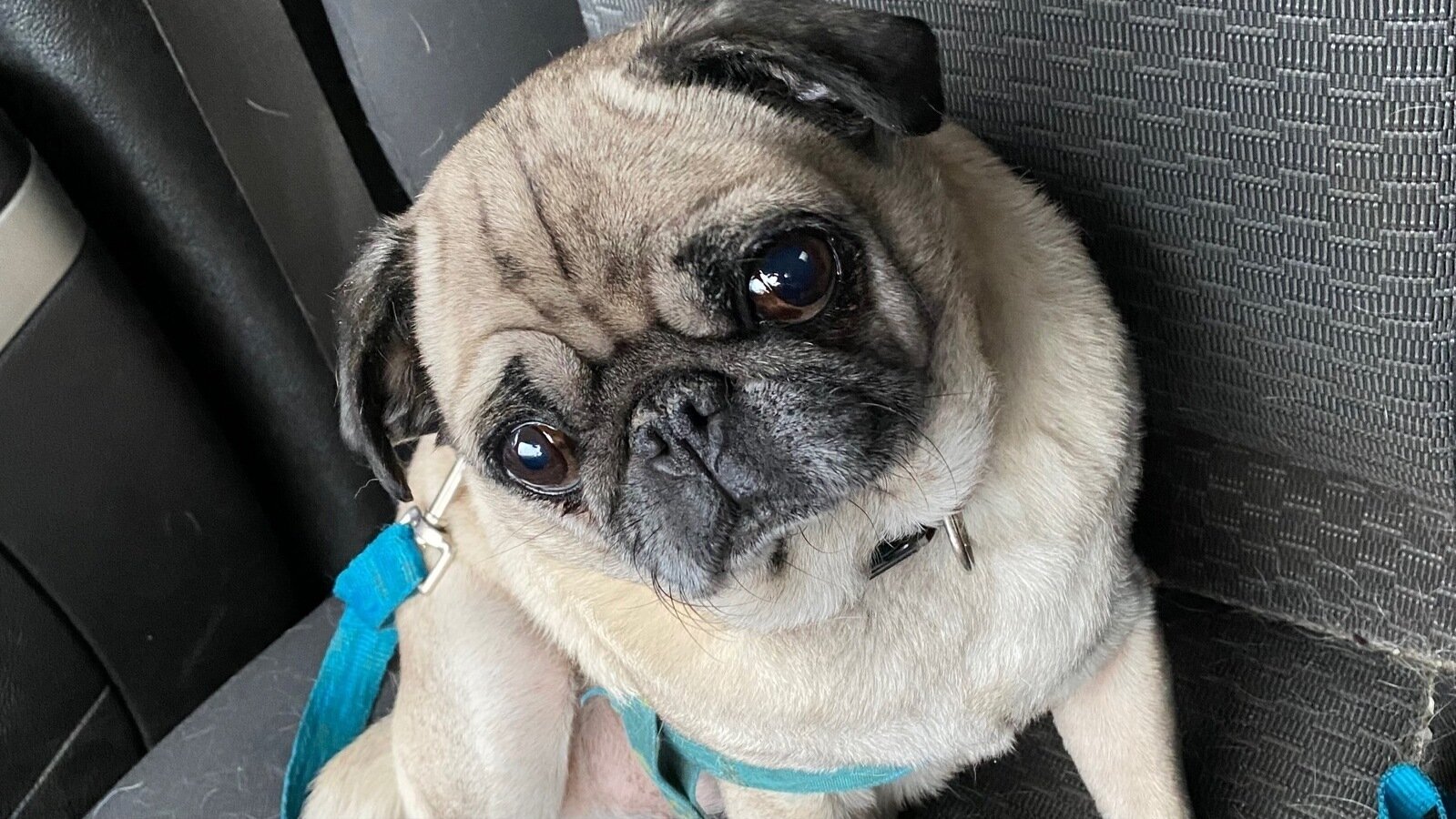 Petition · Justice for Lexi the pug! - Butler, United States · Change.org