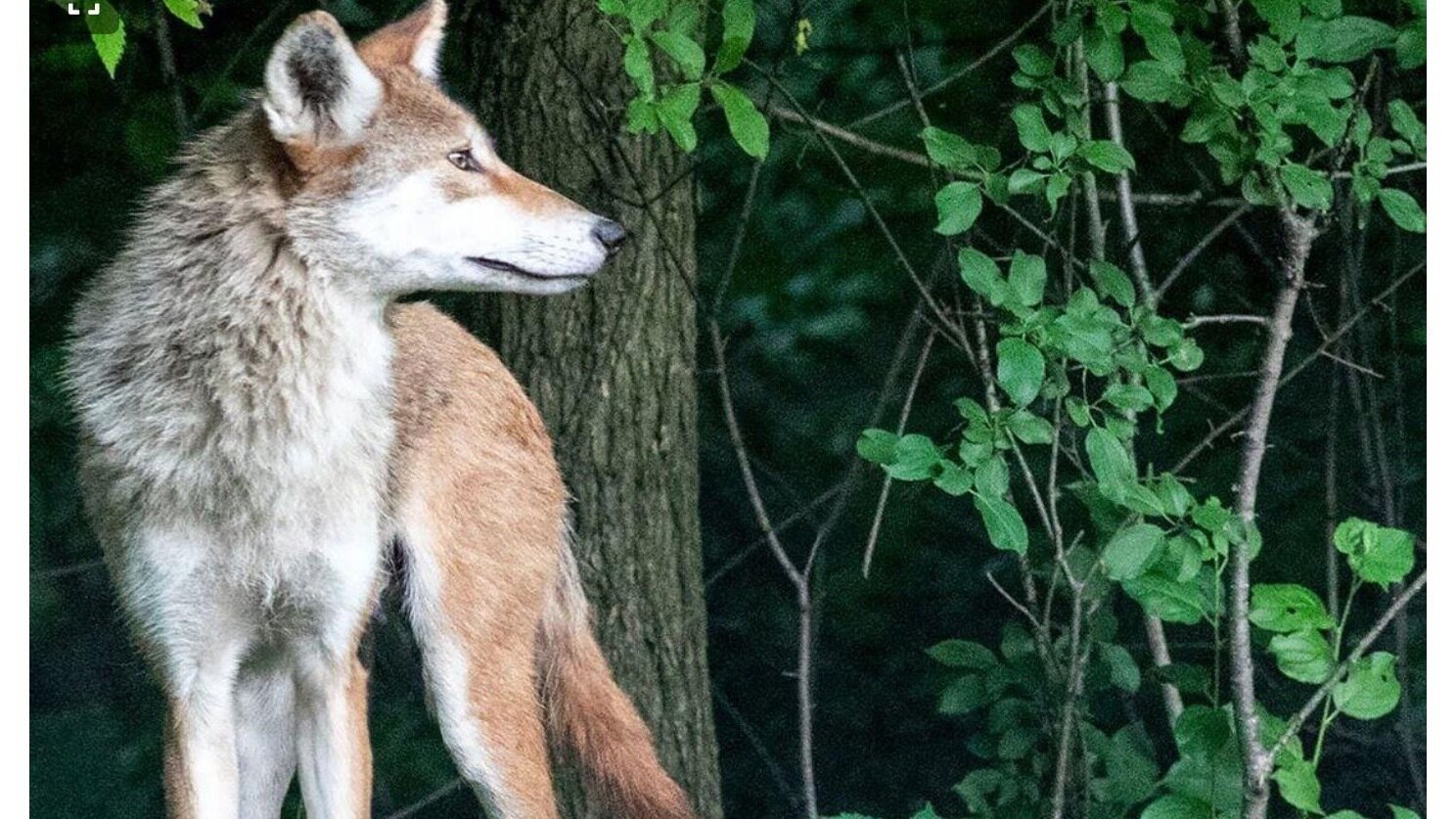 Petition update · Hazing is working, no coyotes have been killed ...