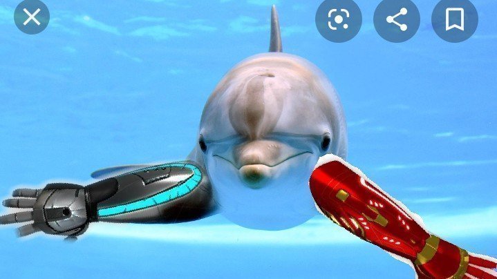 Petition · Givings Dolphins Bionic Arms to Help Clean the Ocean ...