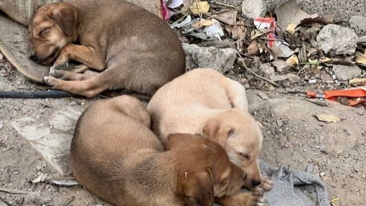 Petition · Ensure Proper Treatment of Animals in Cavite, Philippines ...