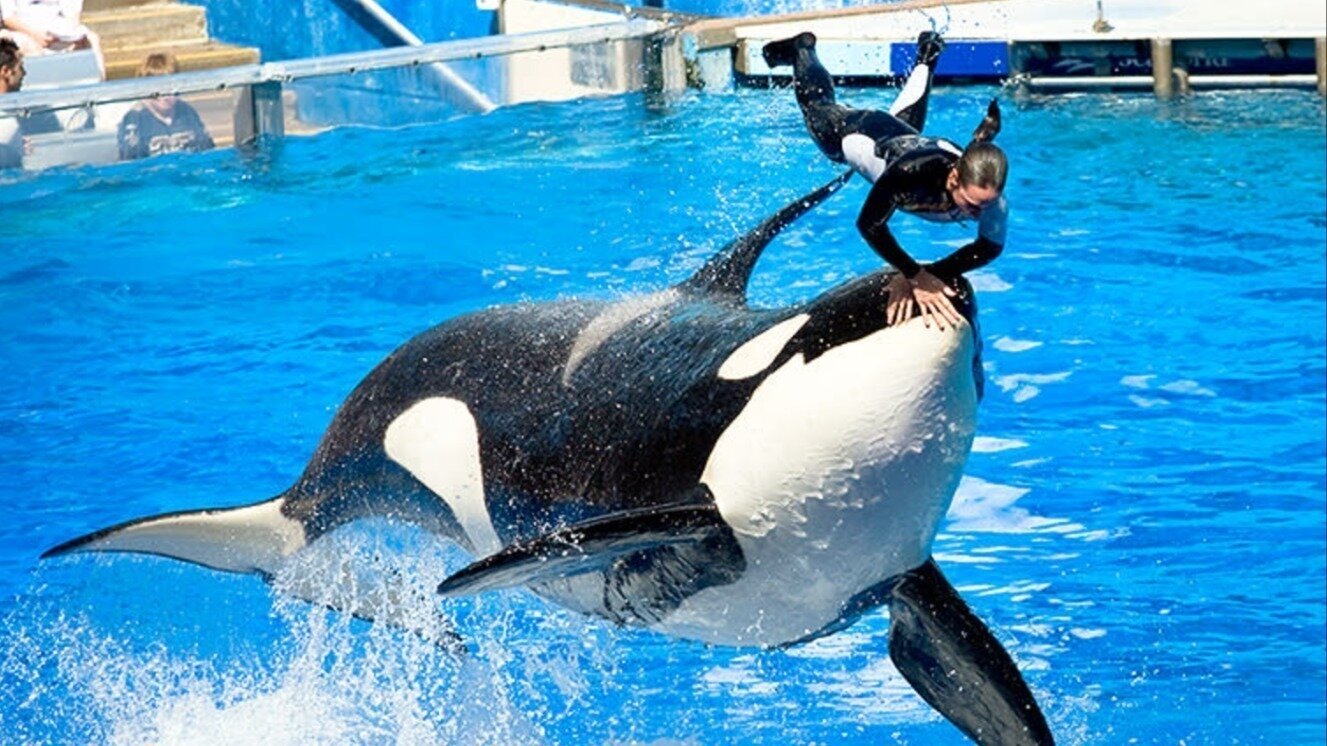 Petition · End Orca Captivity at SeaWorld – It’s Time for Change ...