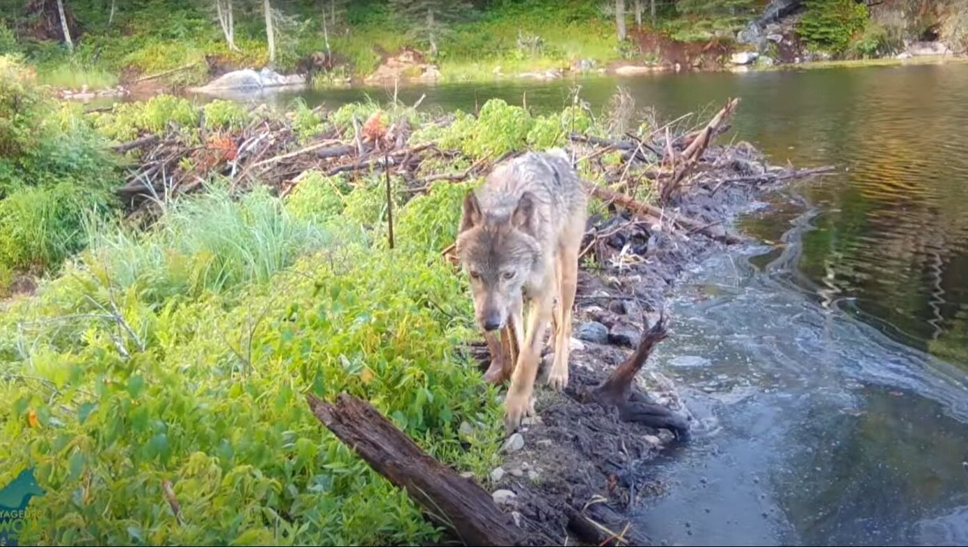 Petition · Establish a Wolf Hunting Season in Michigan for Ecosystem ...