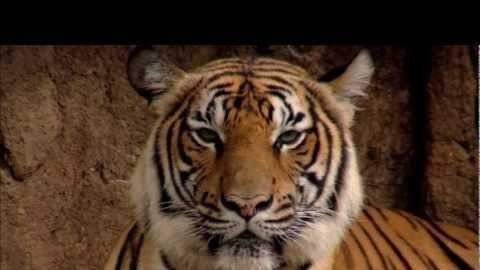 Petition · to focus conservation efforts on tiger anti-poaching laws ...