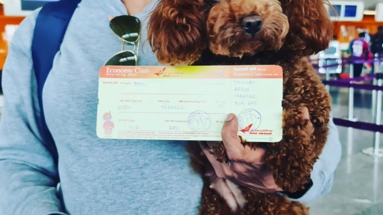 Petition Pet Boarding Guidelines On Indian Flights Need Immediate Petition Pet Boarding Guidelines On Indian Flights Need Immediate