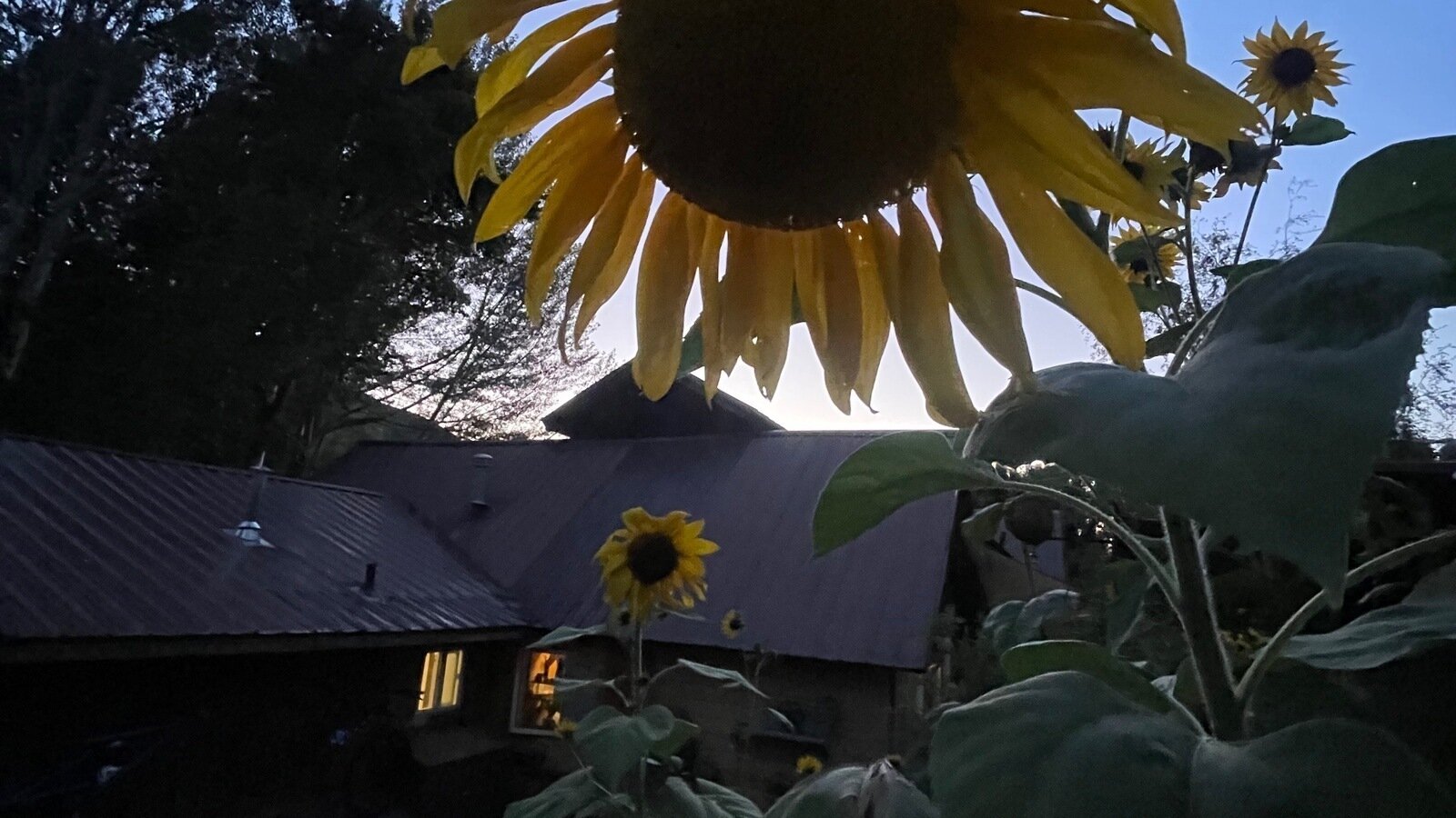 Petition · Demand Pitkin County BOCC to Revoke Emma Fields' Alcohol ...