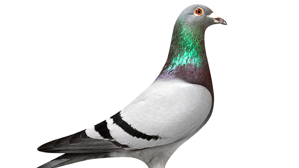 Petition · Getting a pigeon emoji! - United States · Change.org