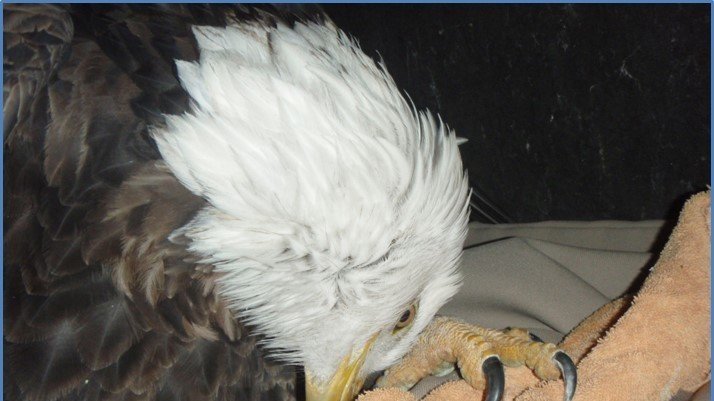 Petition · Preserve the Lead Ban for sport fishing and hunting - United ...